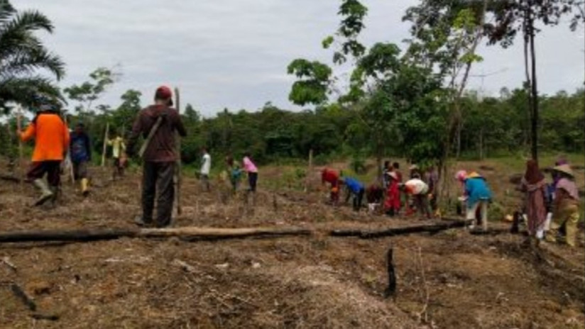 Nugal, Tradisi Menanam Padi Darat tanpa Perairan
