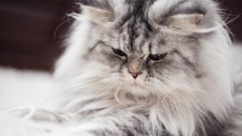Pemilik Kucing Harus Tahu, Perhatikan 3 Hal Ini yang Bisa Jadi Tanda Si ...