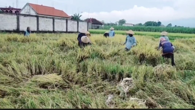 Petani Padi di Nganjuk Kecewa, Bulog Tak Mau Beli Gabah Hasil Panen