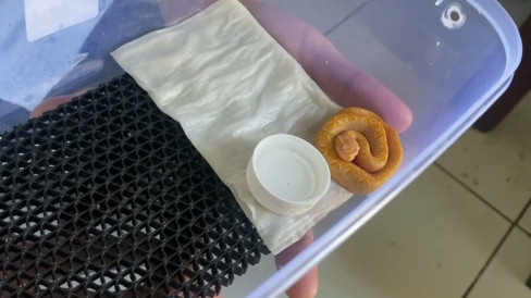 Ular Ranjau Darat Albino Langka Berhasil Dibudidayakan di Banjarnegara ...