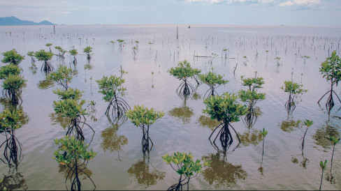 Implementasi PP 27/2025 untuk Selamatkan Mangrove Indonesia