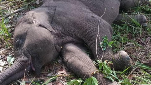 Baru Berusia 2 Tahun, Anak Gajah Tari Temannya Domang Ditemukan Mati di ...