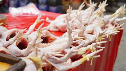 Harga Ayam Naik 5,18 Persen, Mentan Amran: Masih Wajar dan Segera Stabil