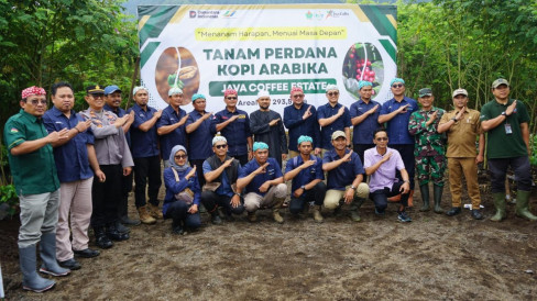 PTPN I Regional 5 Tanam Perdana 293,57 Hektare Kopi Arabika di Java Coffee Estate Bondowoso