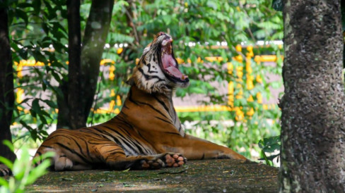 Sebanyak 14.217 Wisatawan Kunjungi Taman Margasatwa Ragunan pada Malam ...