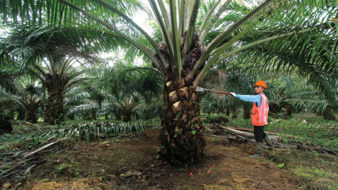 UNSP Bukukan Laba Operasi Rp 310 Miliar