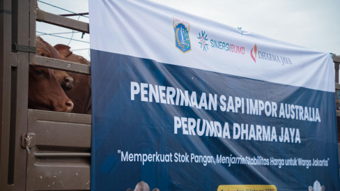 3.100 Sapi Asal Australia Tiba di Tanjung Priok, Pramono Harap Harga ...